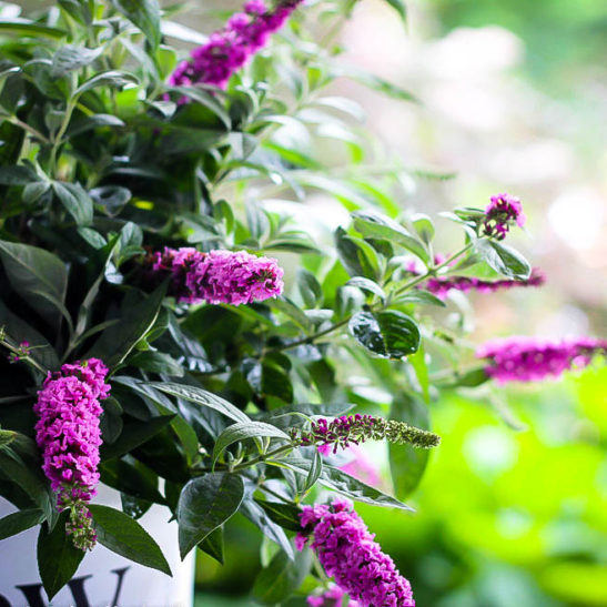 Lo & Behold Pink Micro Chip Butterfly Bush | The Tree Center™