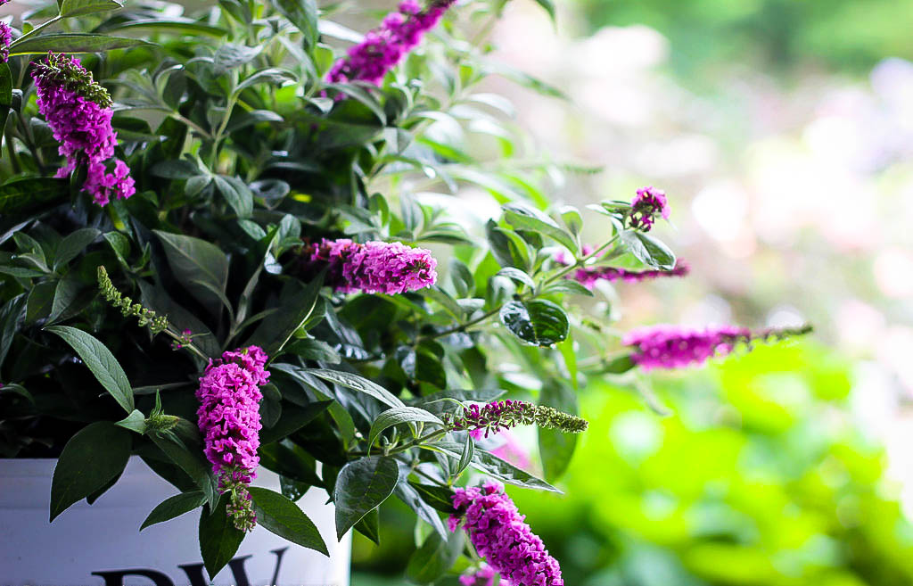 Lo & Behold Pink Micro Chip Butterfly Bush | The Tree Center™