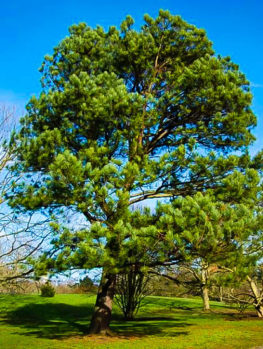 Pine Trees for Sale | Buy Pine Trees | The Tree Center