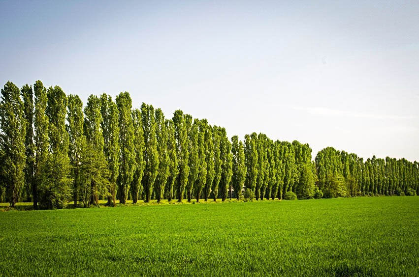 Your Guide To Poplar Trees The Tree Center Your Guide To Poplar Trees The Tree Center