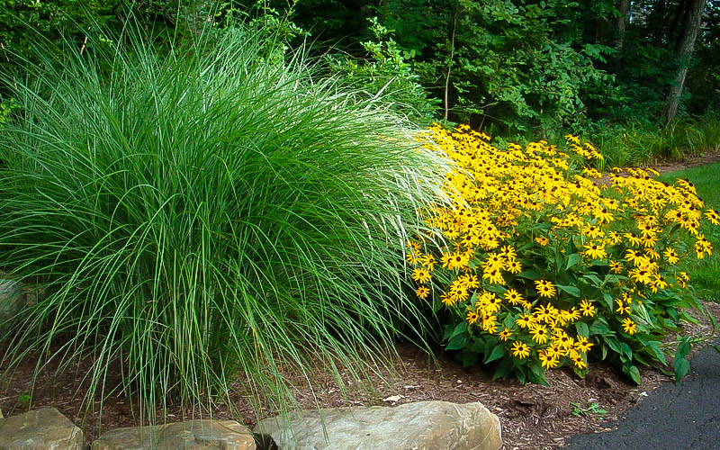 Maiden Grass For Sale Online | The Tree Center™