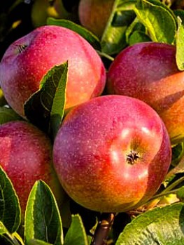 Tasty Red Urban Apple Tree For Sale Online | The Tree Center