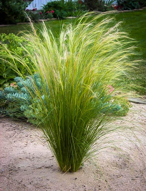 Mexican Feather Grass For Sale Online The Tree Center™