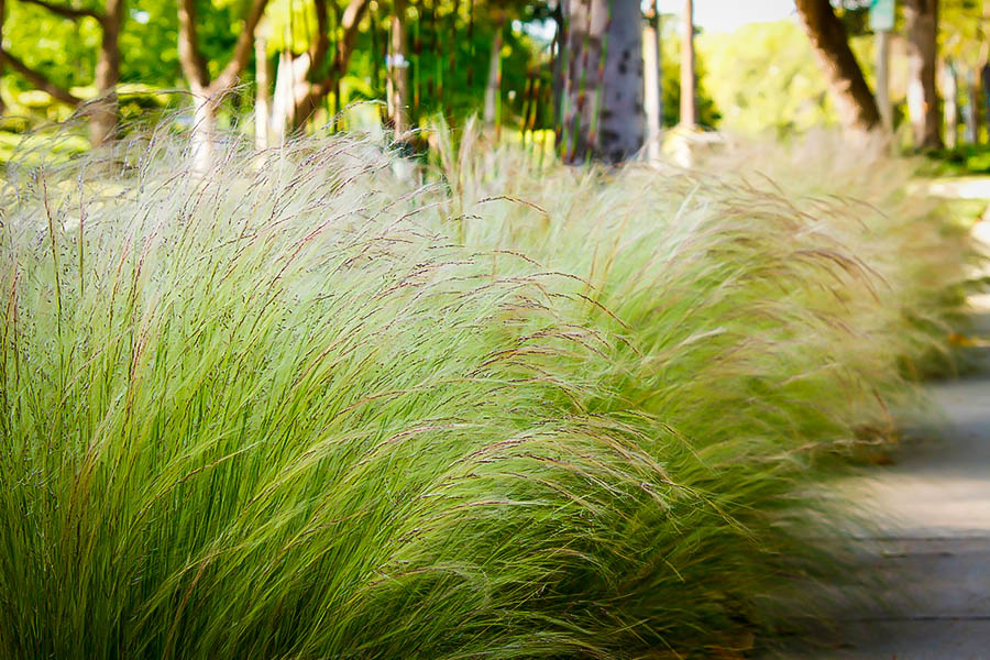 Mexican Feather Grass For Sale Online The Tree Center™