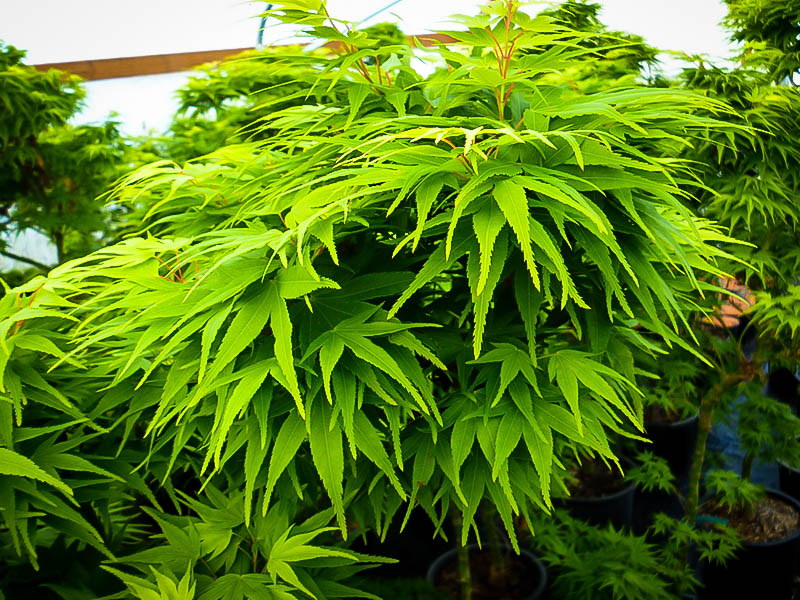 Mikawa Yatsubusa Dwarf Japanese Maple For Sale | The Tree Center™