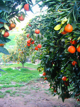 Citrus Trees For Sale | Buy Citrus Plants Online | The Tree Center™