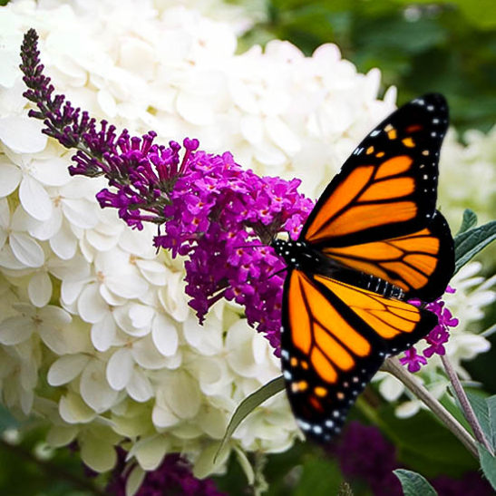 Miss Ruby Butterfly Bush For Sale Online | The Tree Center™