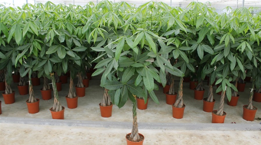 The Tree Center Blog | The Tree Center™