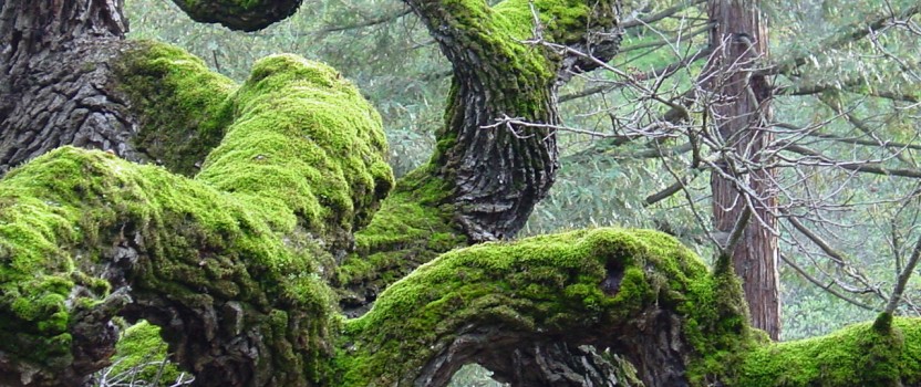 Moss on Trees | The Tree Center™