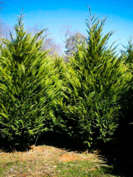 Buy Cypress Trees Online | The Tree Center™