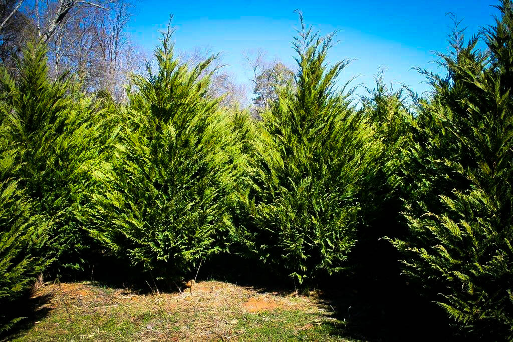 Murray Cypress Trees For Sale Online The Tree Center Murray Cypress Trees For Sale Online The Tree Center