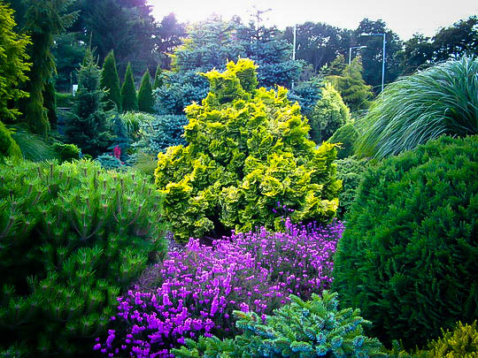 Nana Lutea Hinoki Cypress For Sale Online | The Tree Center