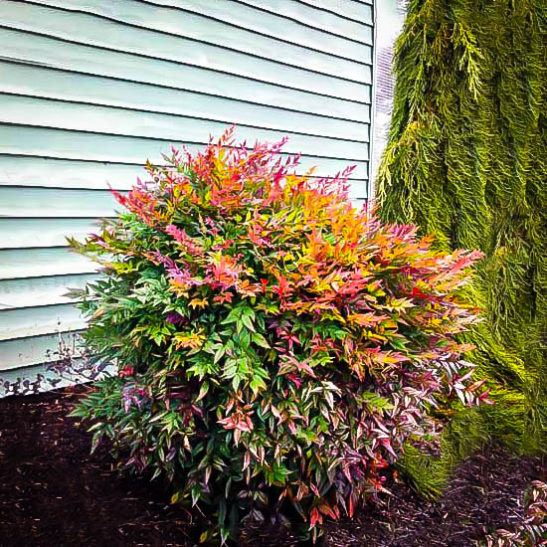 Compact Nandina Plants For Sale Online | The Tree Center™