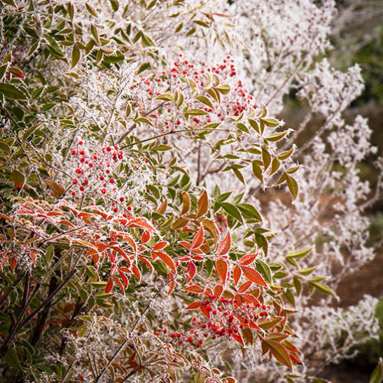 Nandina Domestica (Heavenly Bamboo) For Sale | The Tree Center™