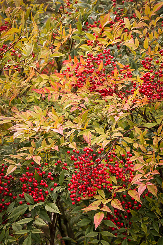Nandina Domestica (Heavenly Bamboo) For Sale | The Tree Center™