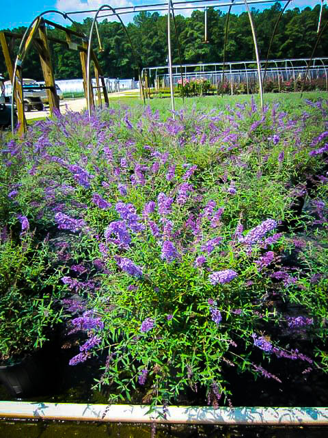 Nanho Blue Butterfly Bushes For Sale | The Tree Center™