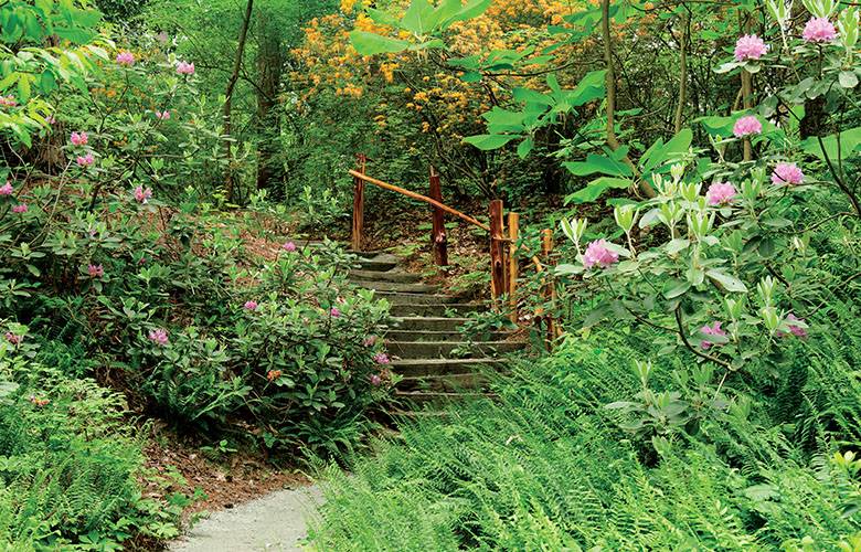 Native Shrubs from Across America | The Tree Center™