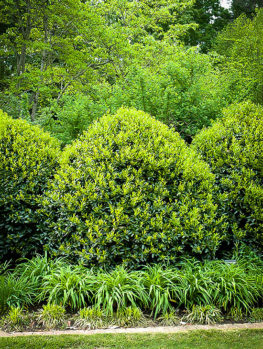 Buy Holly Trees | Holly Trees for Sale | The Tree Center