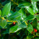 Needlepoint Holly Bushes For Sale | The Tree Center™