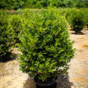 Needlepoint Holly Bushes For Sale | The Tree Center™