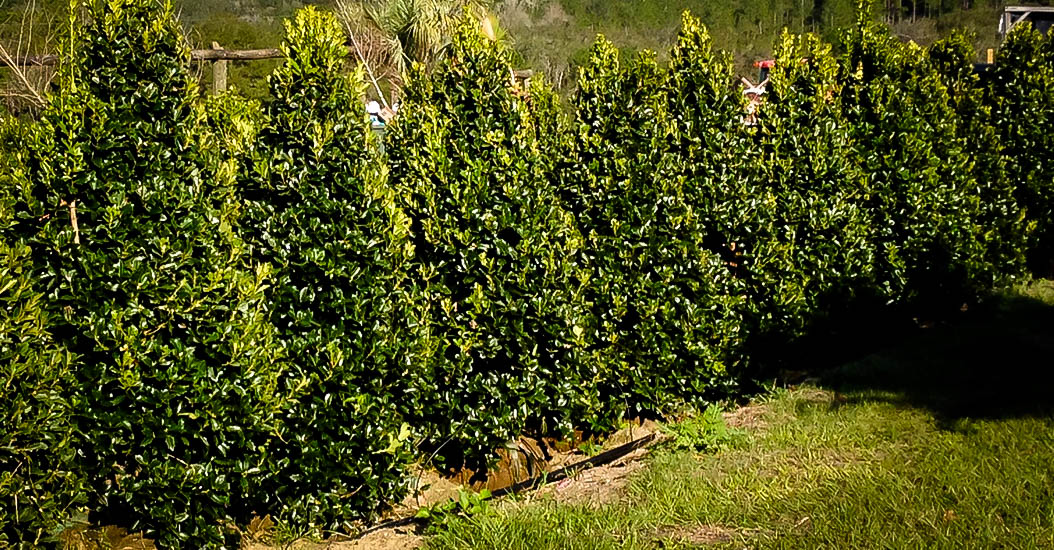 Oak Leaf Holly Trees For Sale Online The Tree Center oak-leaf-holly-trees-for-sale-online-the-tree-center