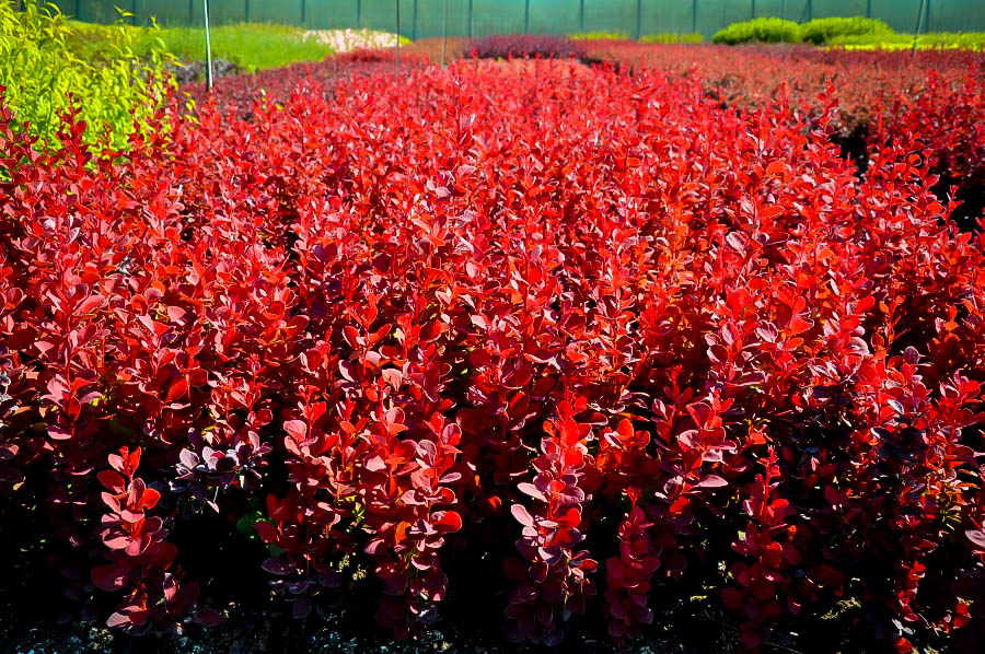 Orange Rocket Barberry Shrubs For Sale | The Tree Center™