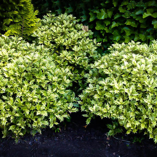 Goshiki Osmanthus Shrubs For Sale | The Tree Center™