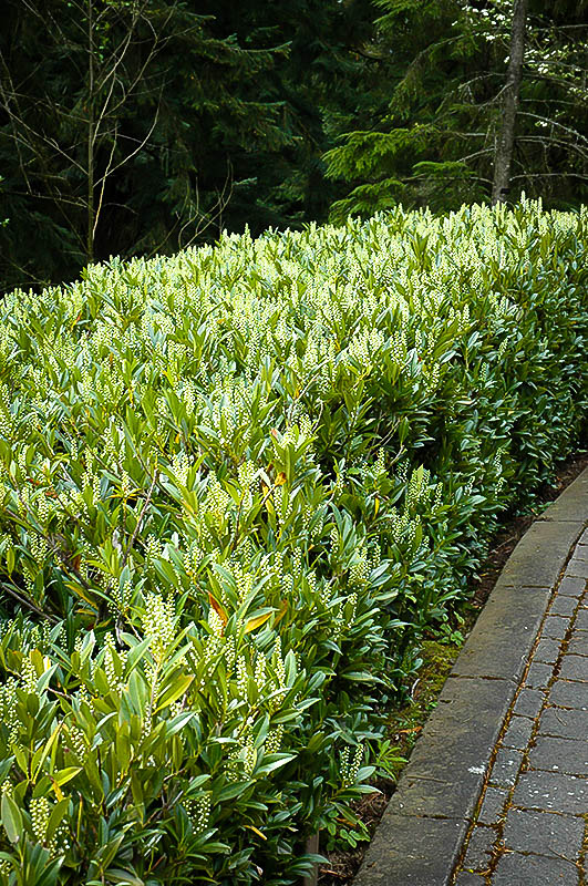 Otto Luyken Laurel For Sale | The Tree Center™