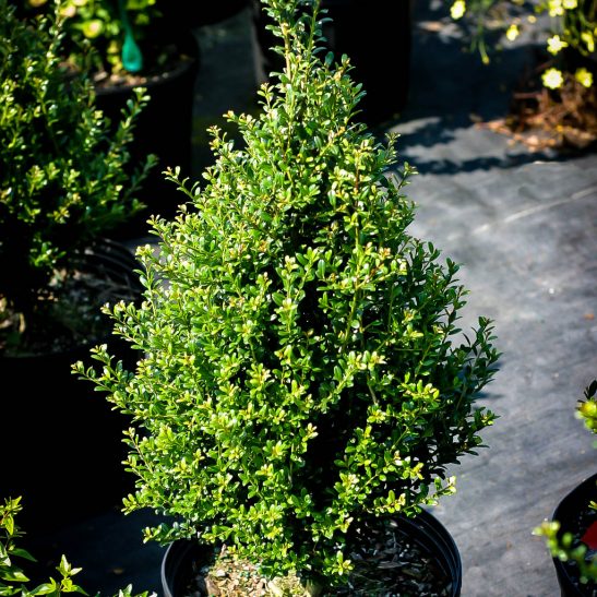 Patti O Box™ Japanese Holly Bushes For Sale | The Tree Center™
