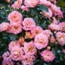 Peach Drift® Rose Bushes For Sale | The Tree Center™