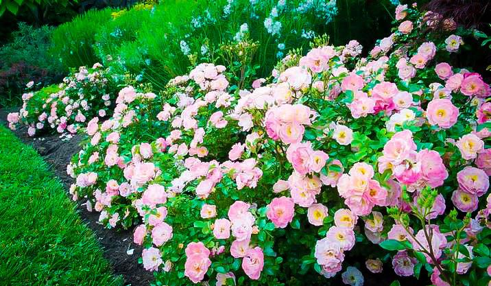 Peach Drift® Rose Bushes For Sale | The Tree Center™