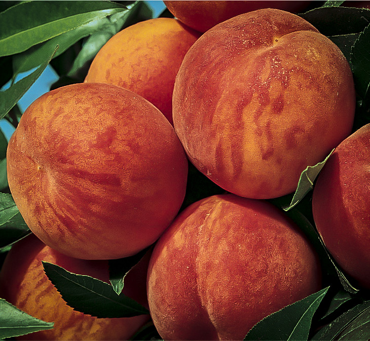 Glohaven Peach Trees For Sale Online | The Tree Center™