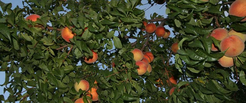 Peach Tree Care | The Tree Center™