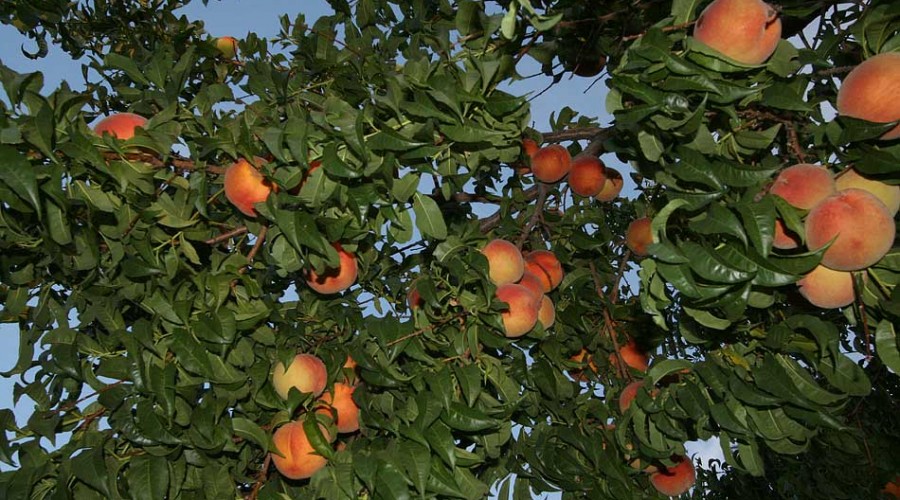 The Tree Center Blog | The Tree Center™ - Page 4