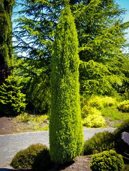 Buy Juniper Trees | Juniper Trees For Sale | The Tree Center™