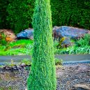 Pencil Point Juniper Trees For Sale | The Tree Center™