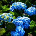 Penny Mac Hydrangea | The Tree Center™