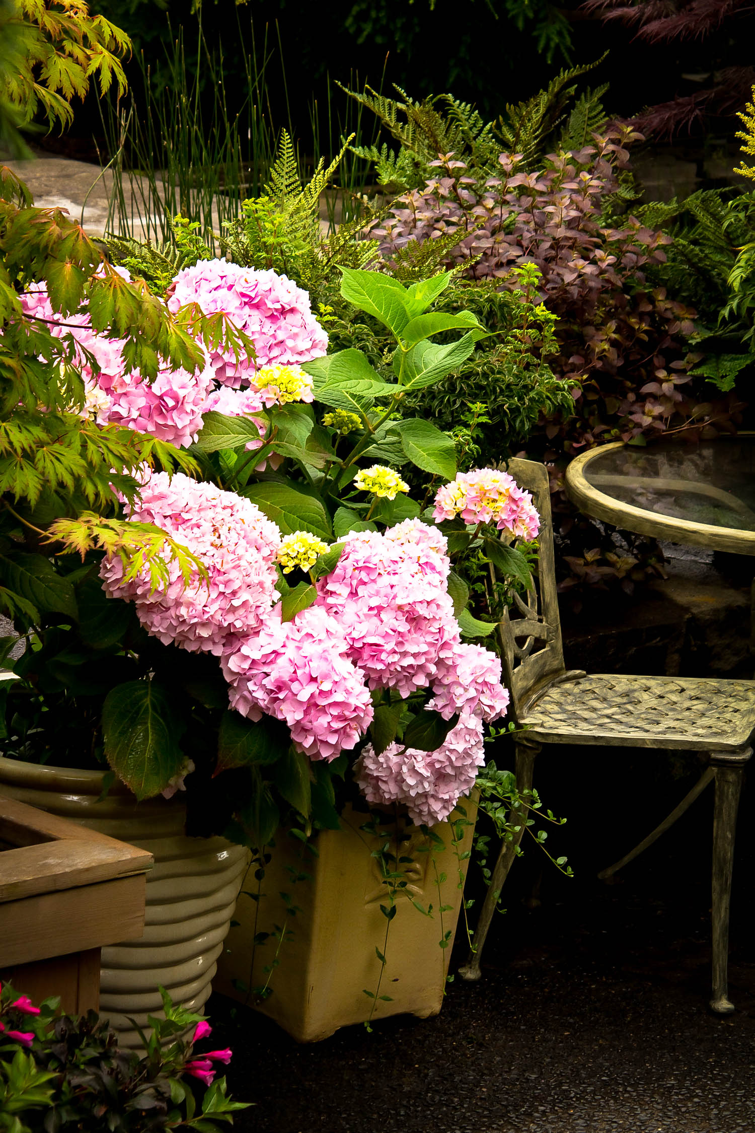 Penny Mac Hydrangea | The Tree Center™