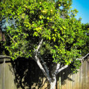 Persian Lime Trees For Sale Online | The Tree Center™