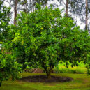 Persian Lime Trees For Sale Online | The Tree Center™