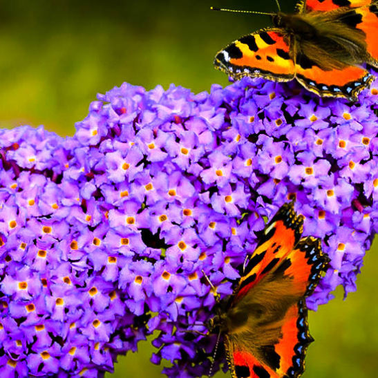 Flutterby Petite Blue Heaven Butterfly Bush | The Tree Center™