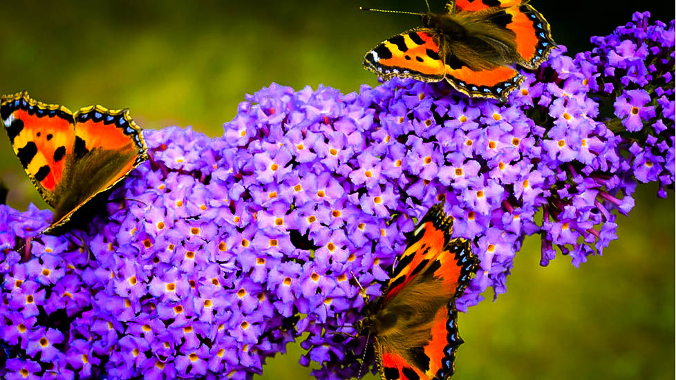 Flutterby Petite Blue Heaven Butterfly Bush | The Tree Center™