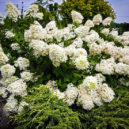 Phantom Hydrangea For Sale Online | The Tree Center™