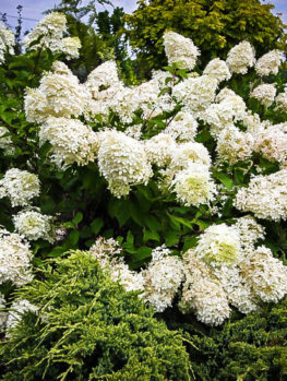 Buy Hydrangeas | Hydrangeas for Sale Online | The Tree Center