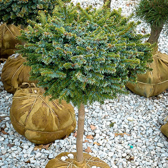 Pimoko Spruce Tree Form For Sale Online | The Tree Center