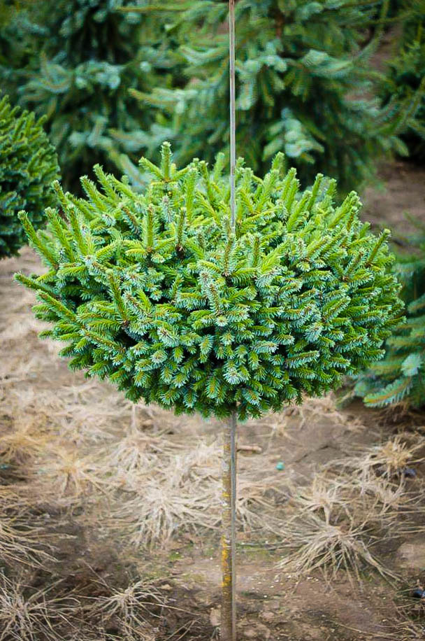 Pimoko Spruce Tree Form For Sale Online | The Tree Center