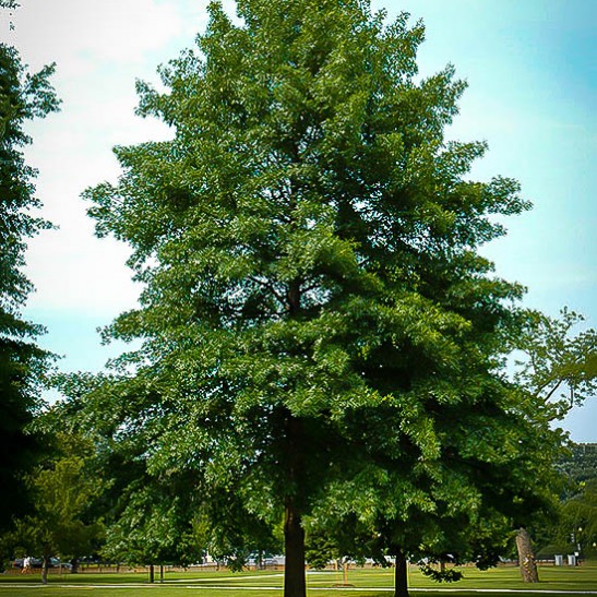 Pin Oak For Sale Online | The Tree Center