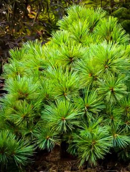 Pine Trees For Sale | Buy Pine Trees | The Tree Center™