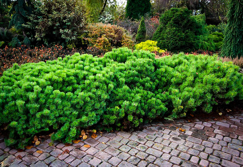 Dwarf Mugo Pine Trees For Sale | The Tree Center™