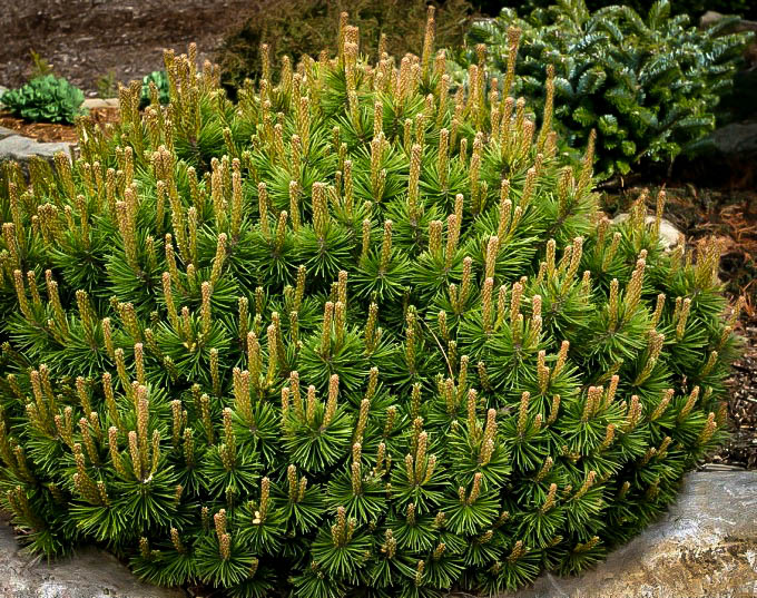 Dwarf Mugo Pine Trees For Sale | The Tree Center™